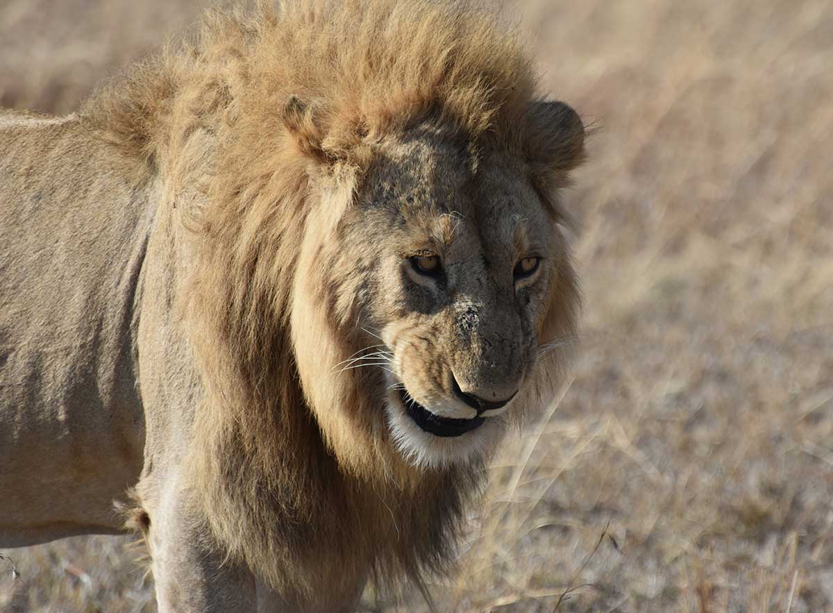 lion-at-ehlane-plains-camp - The Gorilla Safari Company